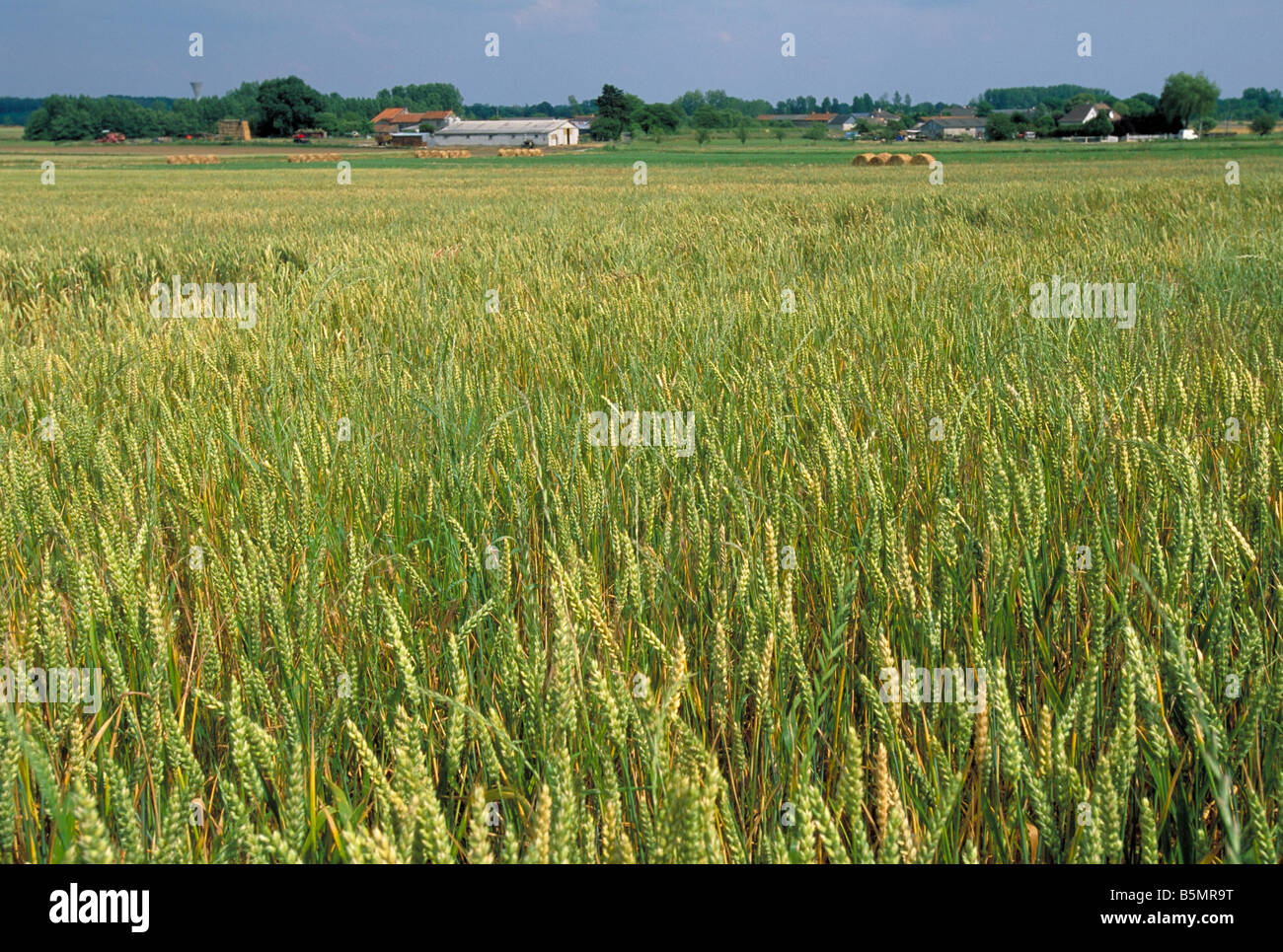 Wheat sheaf field hi-res stock photography and images - Alamy