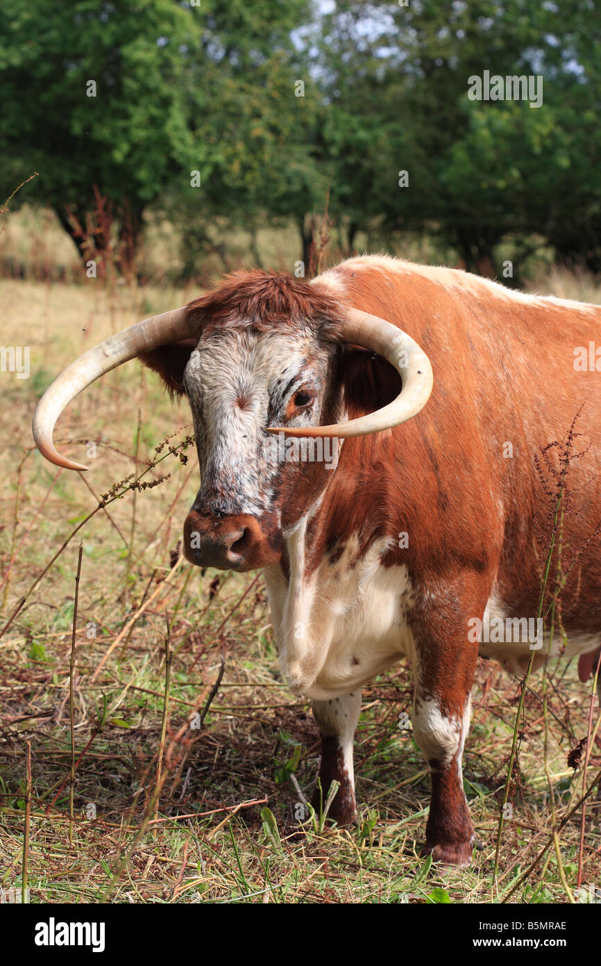 ENGLISH LONGHORN COW CLOSE UP SIDE VIEW Stock Photo - Alamy