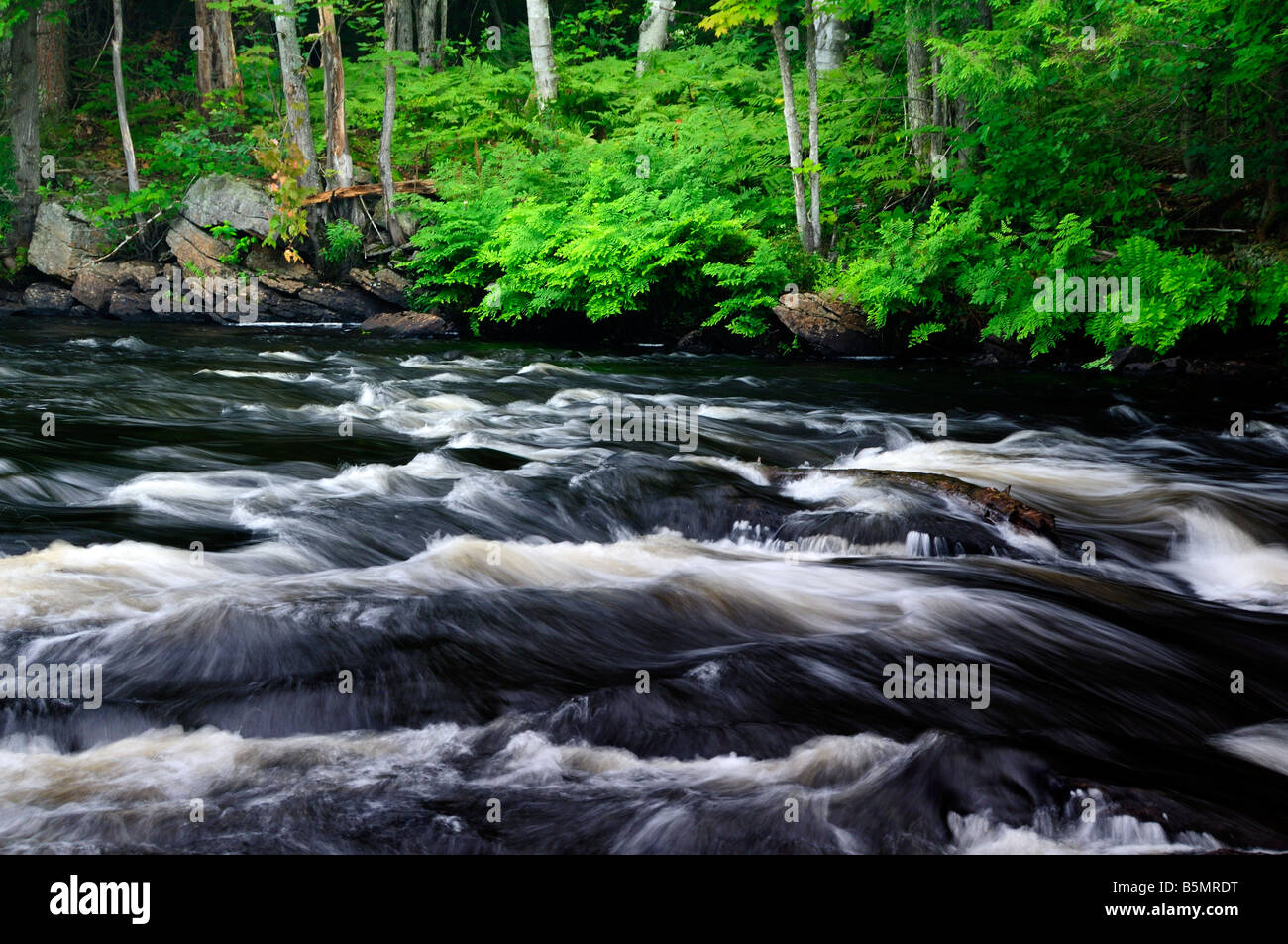 Wild green ferns along the Oxtongue Rapids near Algonquin Provincial ...