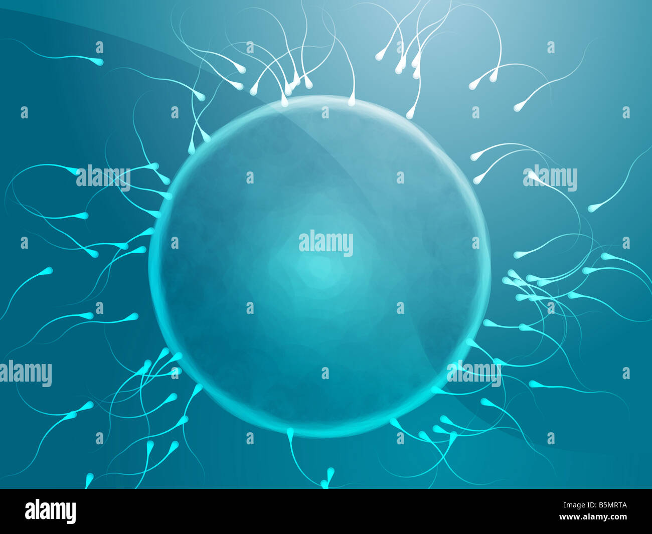 Illustration of human egg cell being fertilized by sperm Stock Photo ...