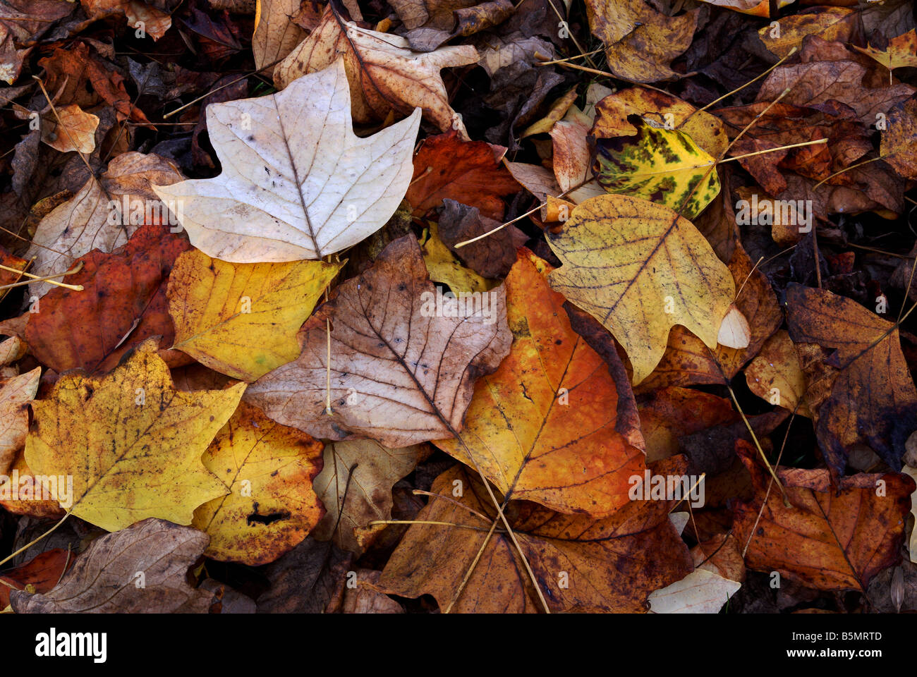 Different autumn leaves on hi-res stock photography and images - Alamy