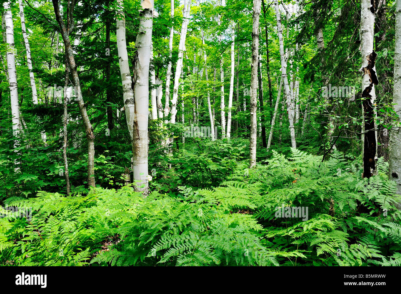Birch Trees and green ferns in Algonquin Provincial Park in Ontario ...