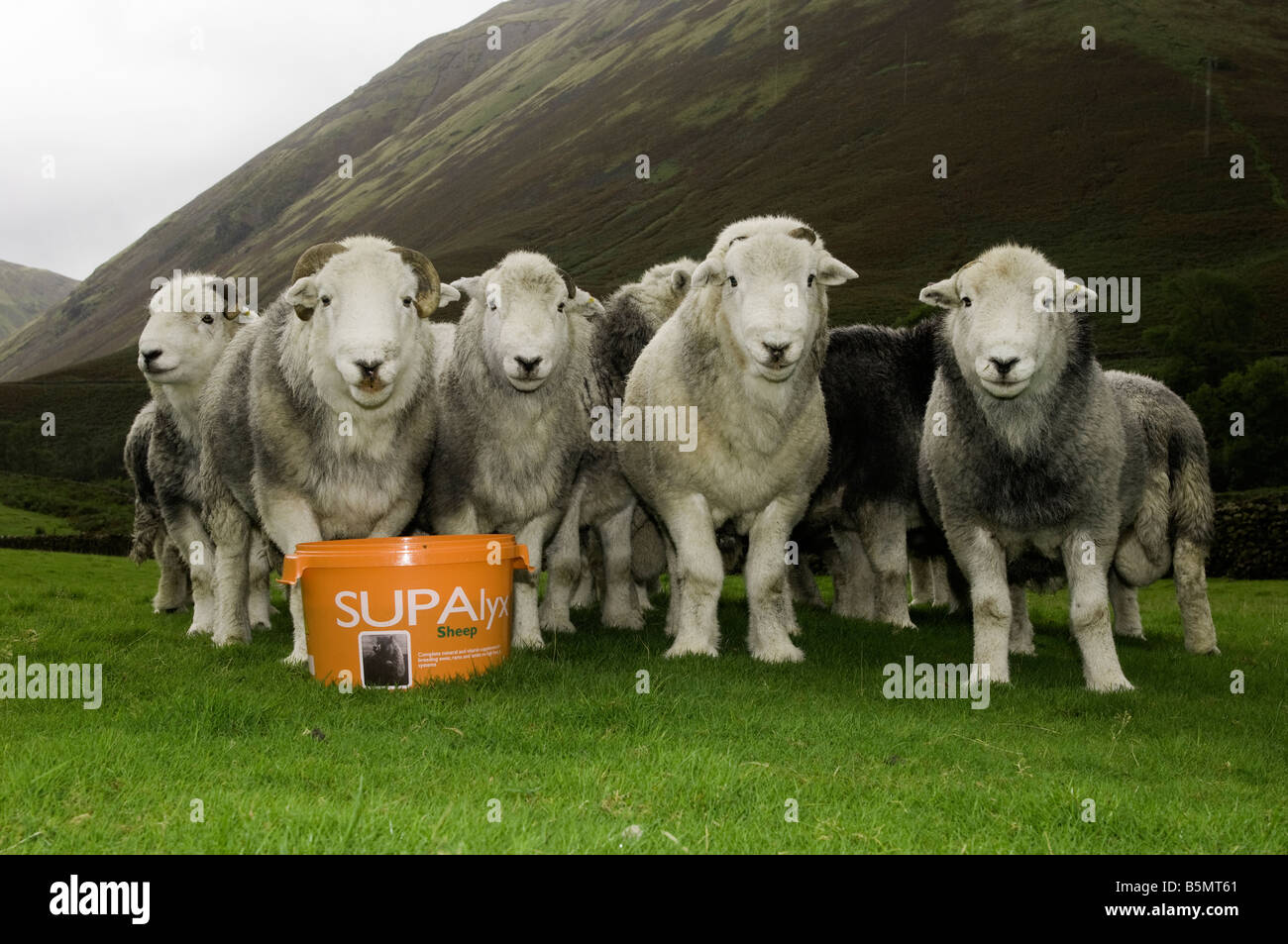 High energy bucket for sheep hi-res stock photography and images - Alamy