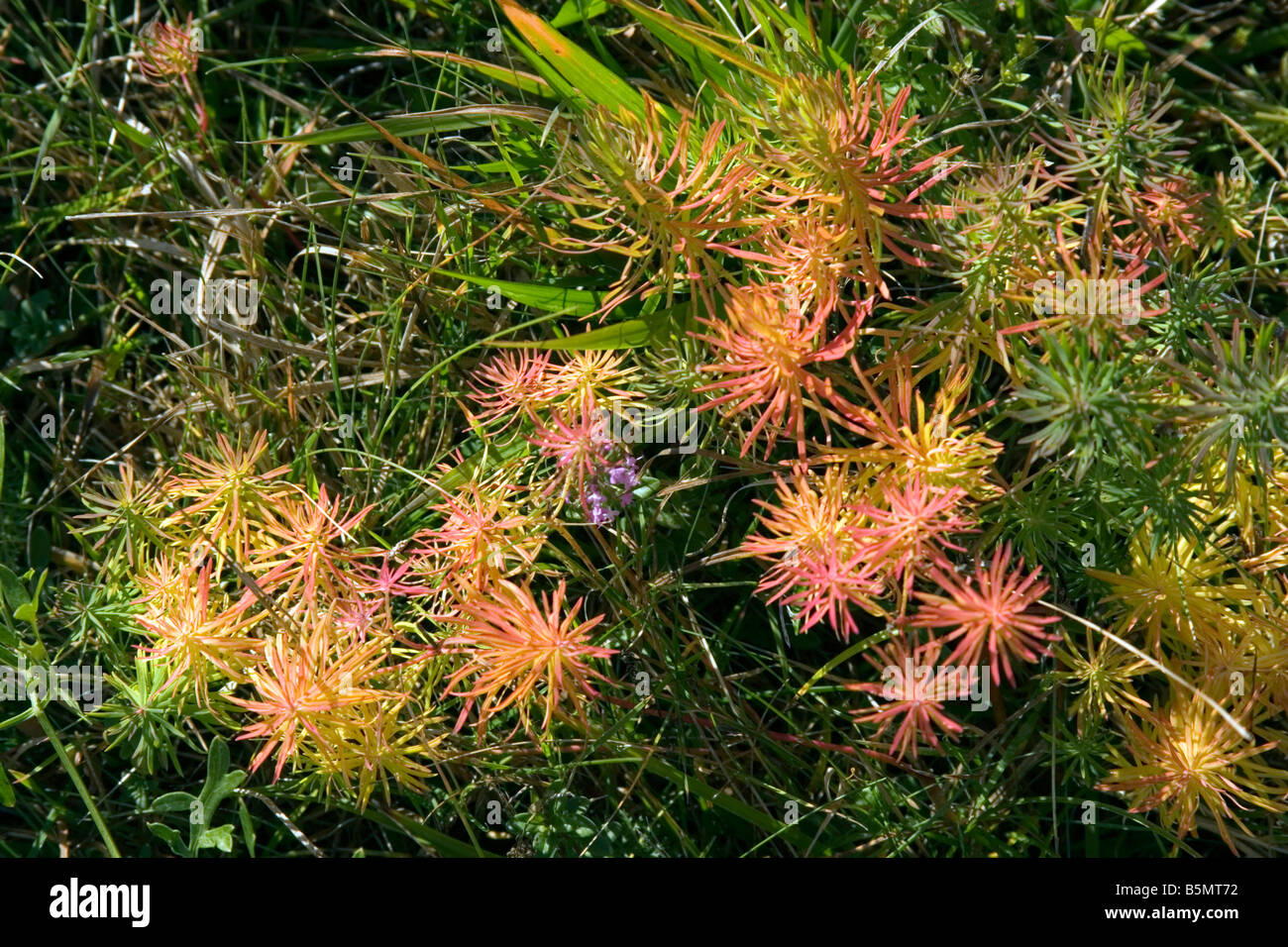 Fall colors plant hi-res stock photography and images - Alamy