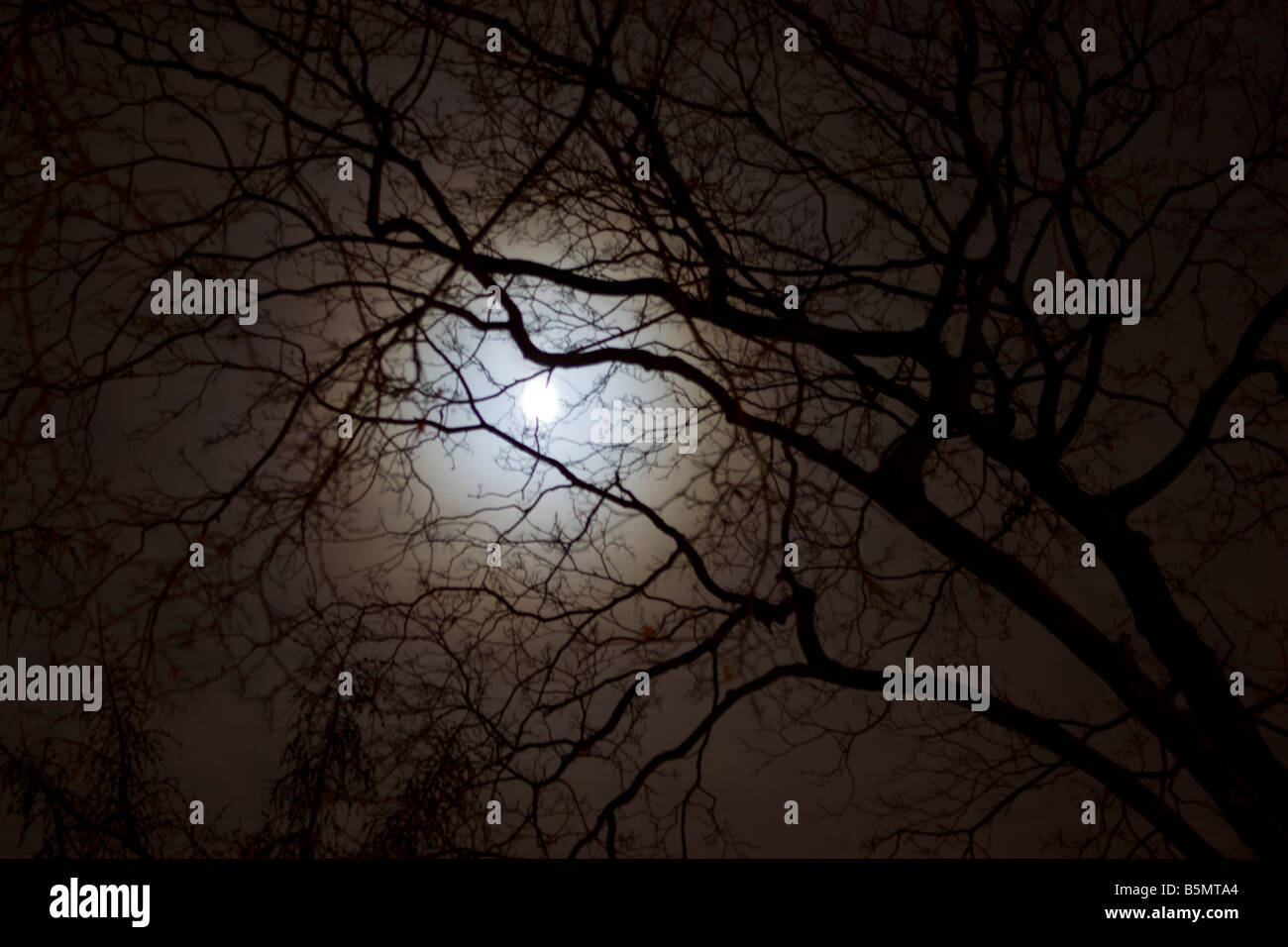 Moonlight through the dark trees silhouette Stock Photo - Alamy