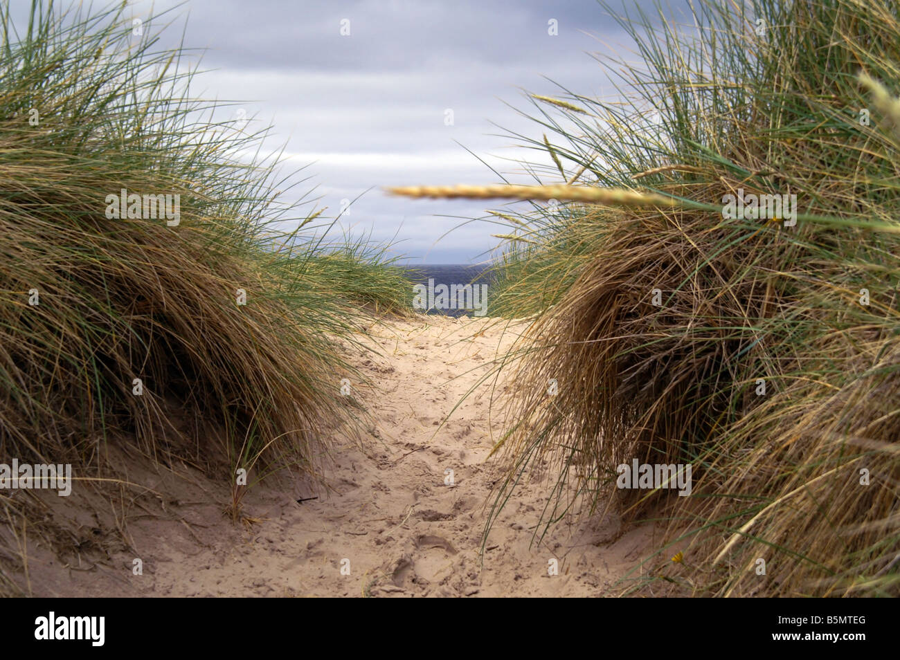 Path through sand dunes Stock Photo - Alamy