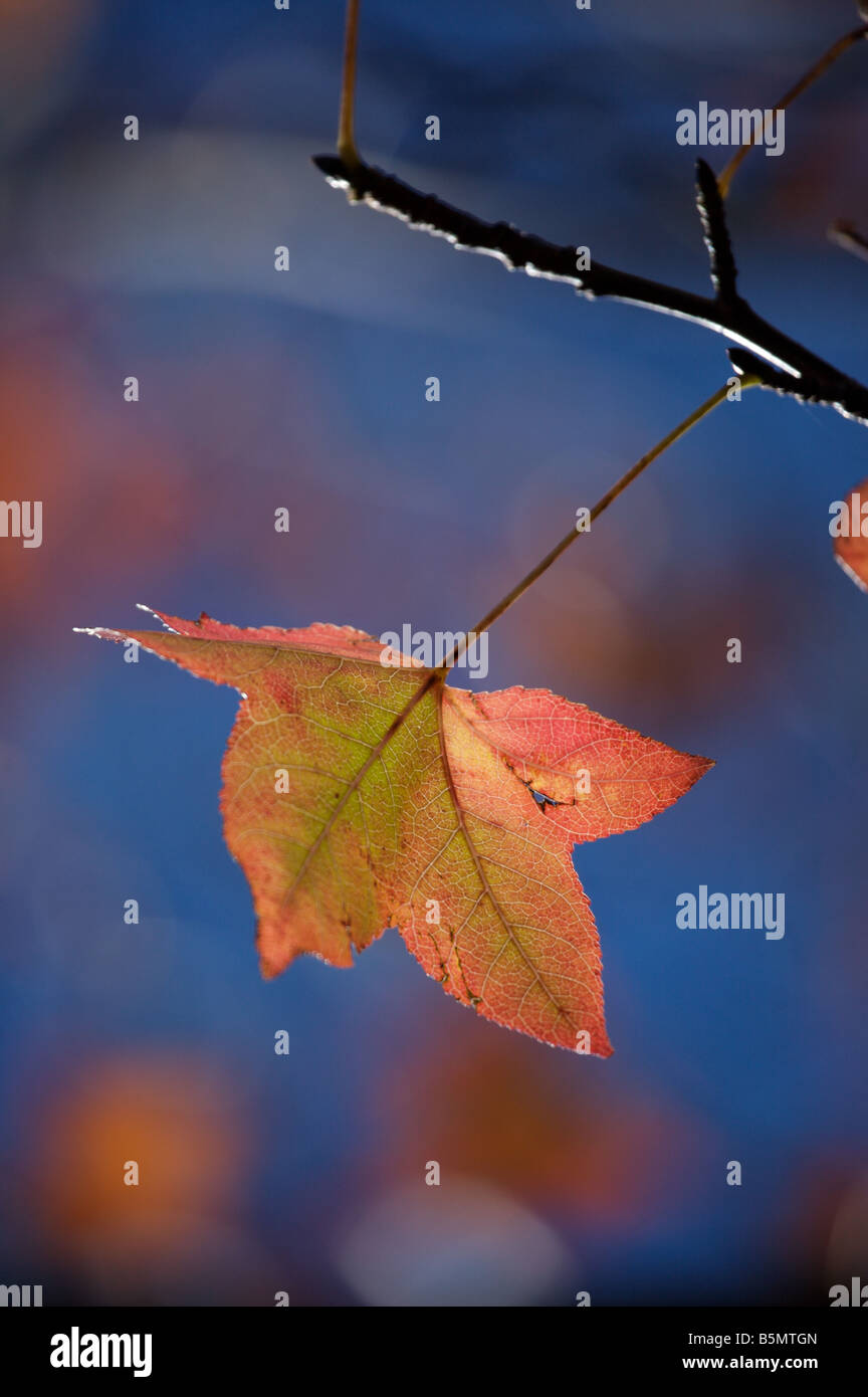 Amber leaf hi-res stock photography and images - Alamy