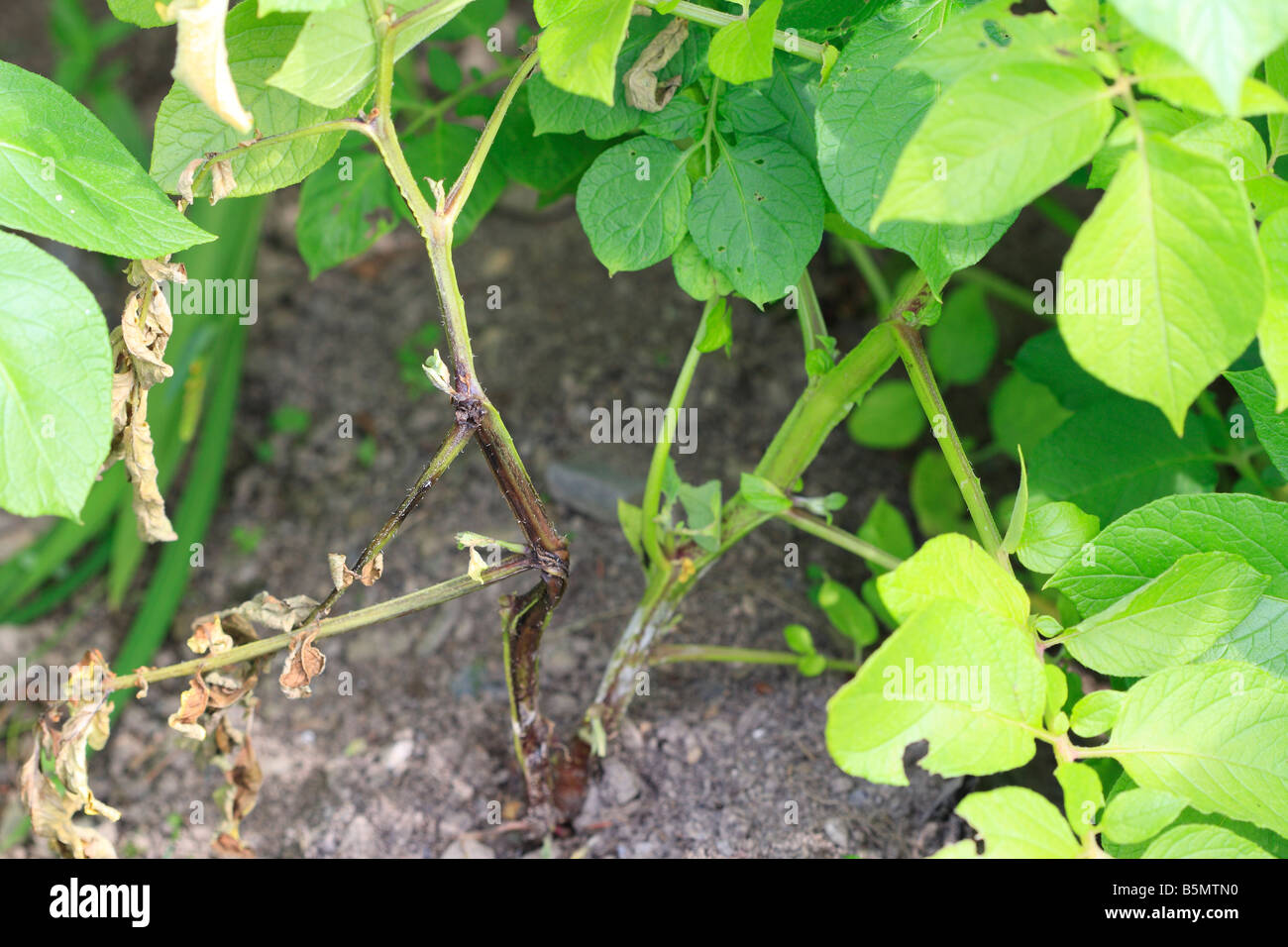 Erwinia hi-res stock photography and images - Alamy