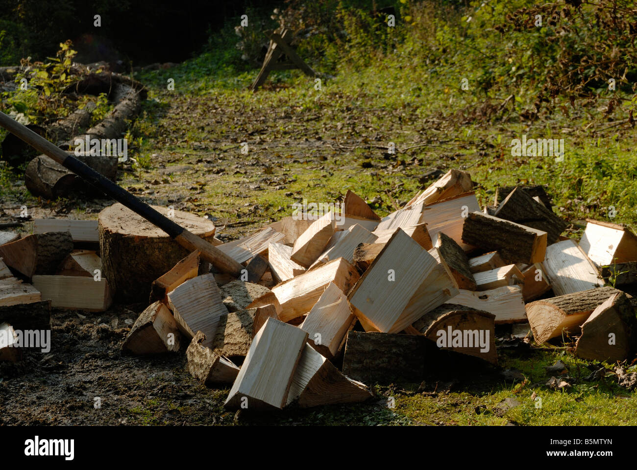 Split ash hi-res stock photography and images - Alamy