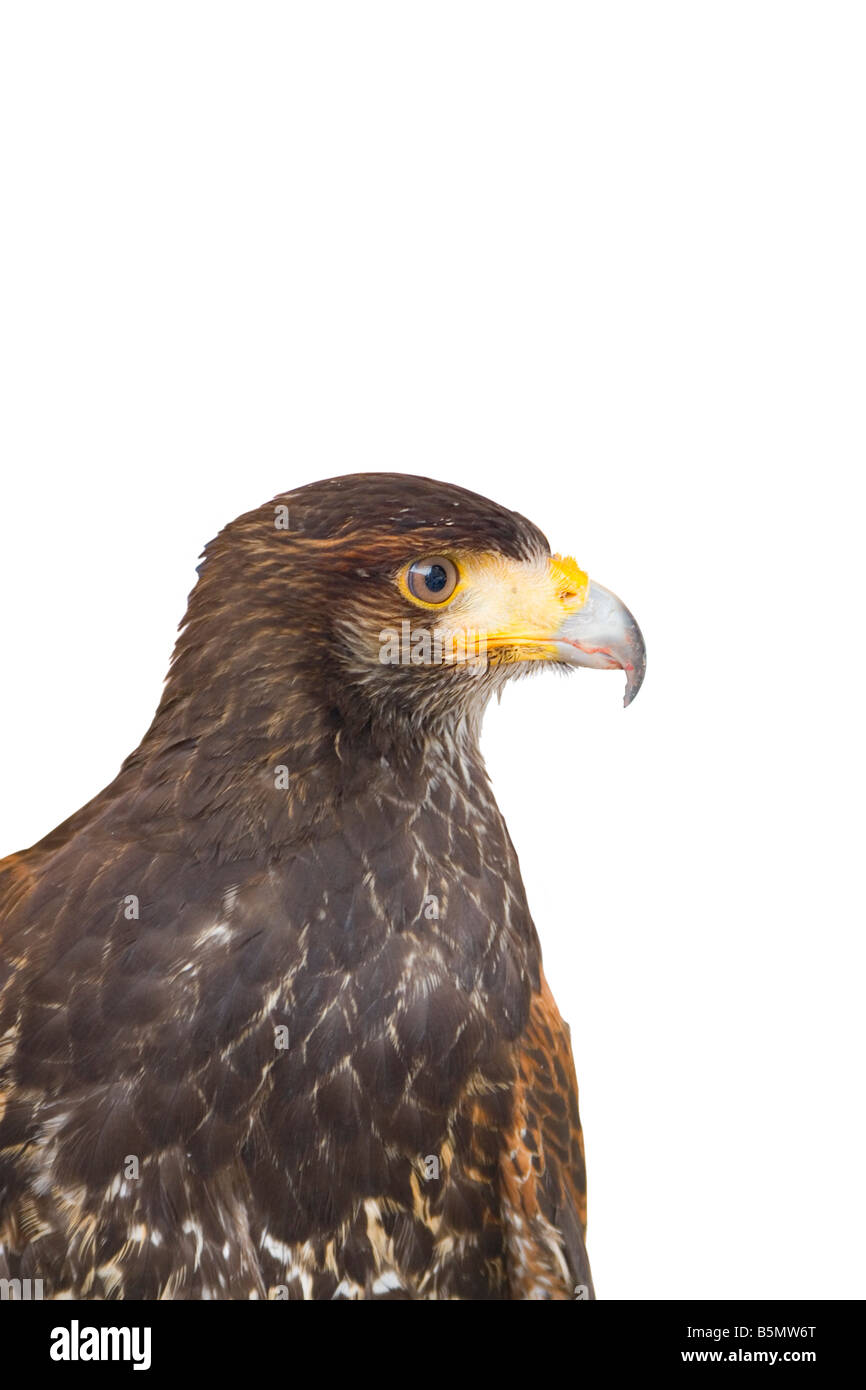 Predatory symbol hi-res stock photography and images - Alamy