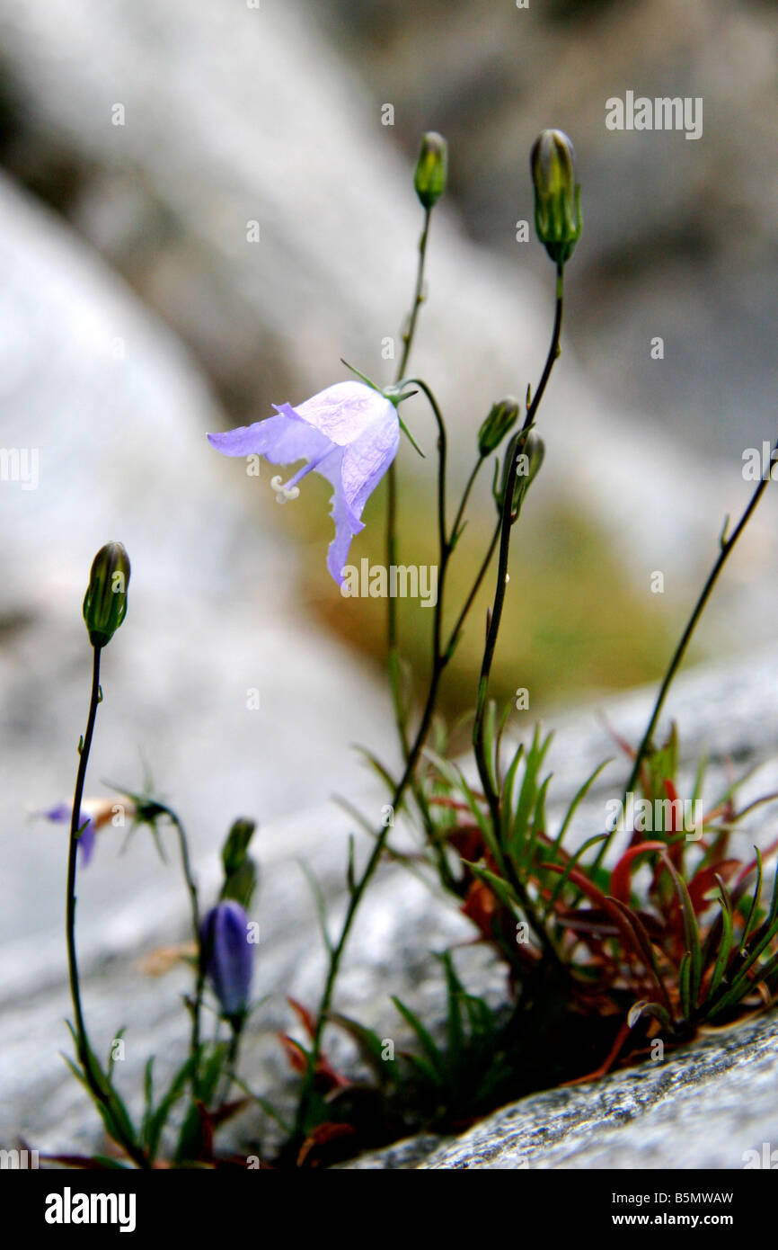 English harebell hi-res stock photography and images - Alamy