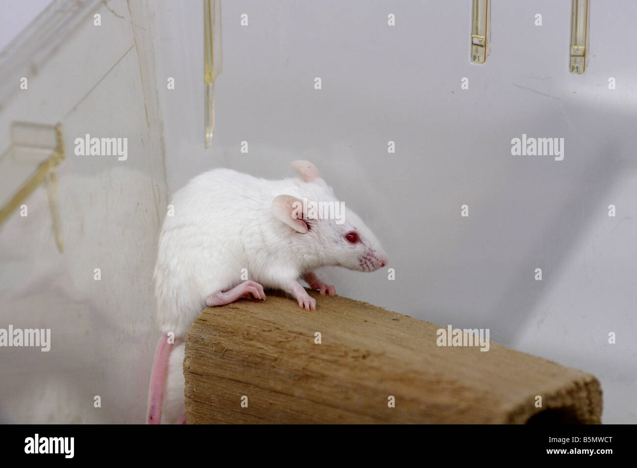 White mouse lab hi-res stock photography and images - Alamy