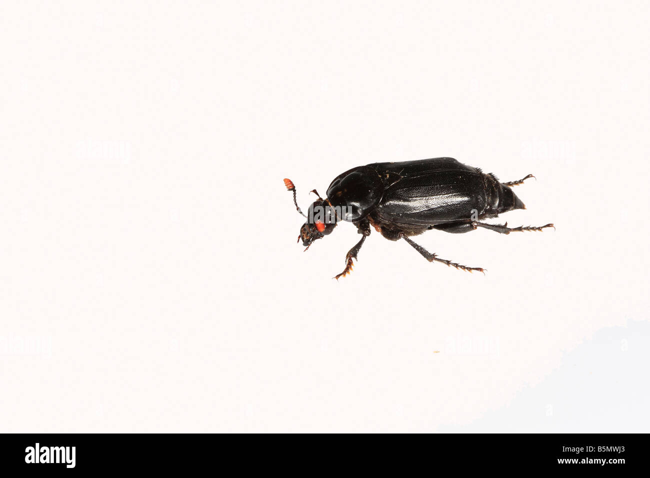 SEXTON BEETLE Nicrophorus humator SIDE VIEW CUT OUT Stock Photo - Alamy