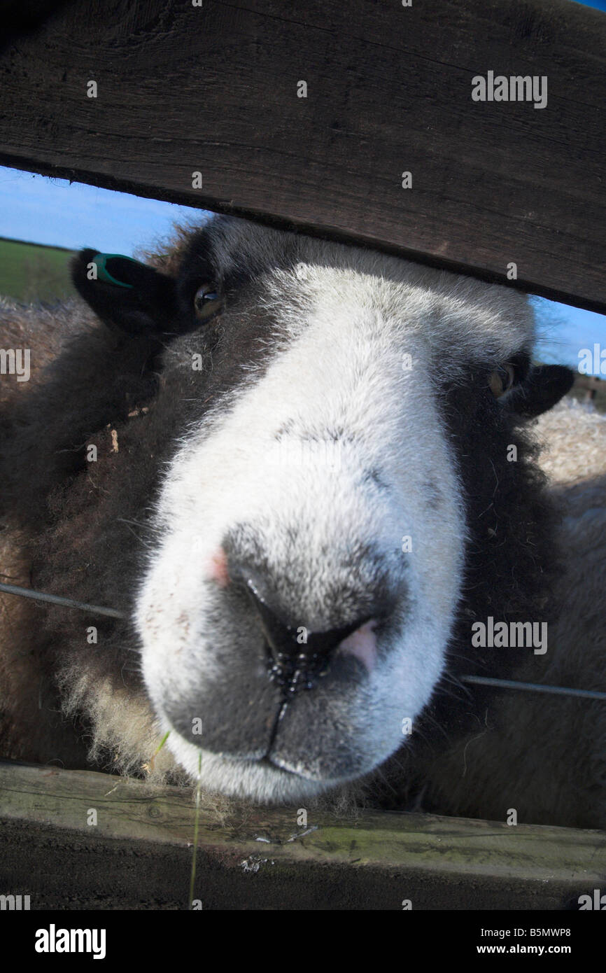 Sheep Looking Through a Fence Stock Photo - Alamy