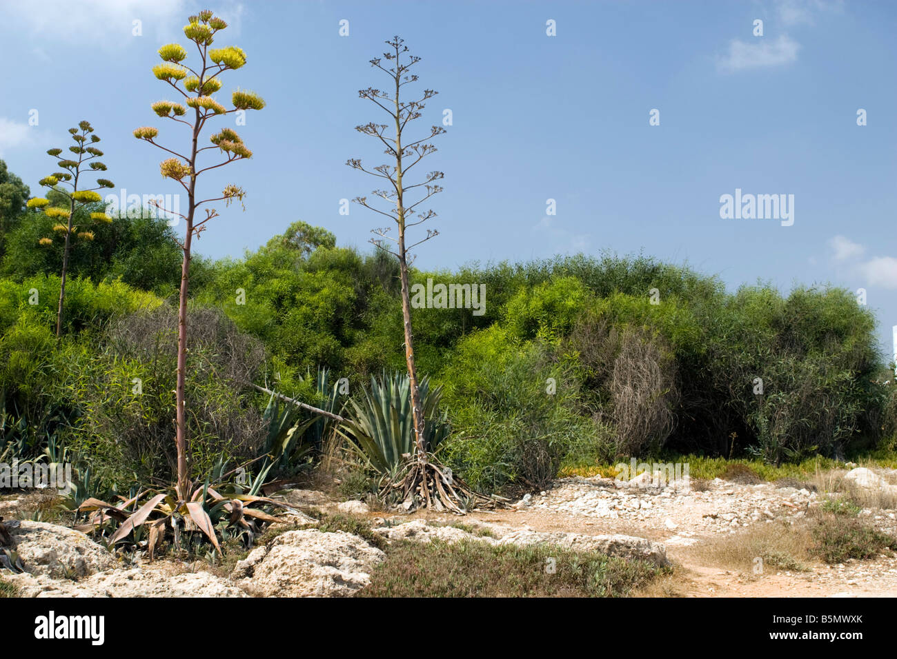 Agia Napa Cyprus tropical coastline bush and trees view Stock Photo - Alamy