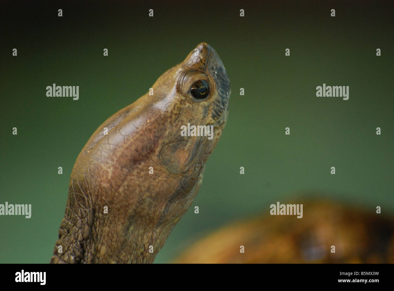 Trachemys scripta scrpta hi-res stock photography and images - Alamy