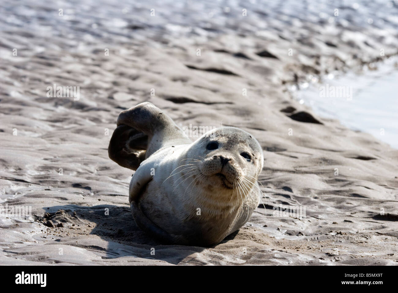 Humber detail hi-res stock photography and images - Alamy