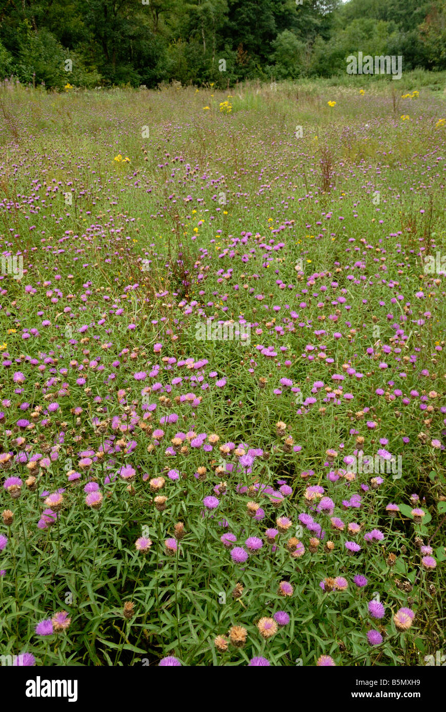 A field of Black Knapweed Centaurea nigra, Wales, UK Stock Photo - Alamy