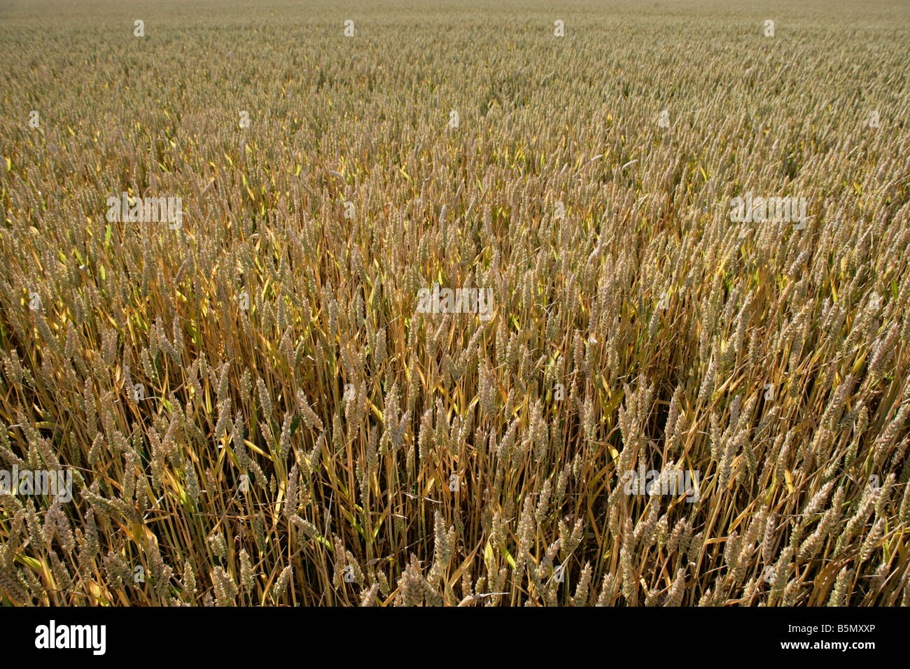 A field full of wheat Stock Photo - Alamy