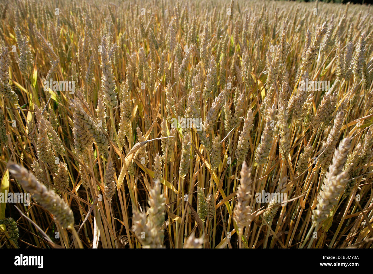 A field full of wheat Stock Photo - Alamy