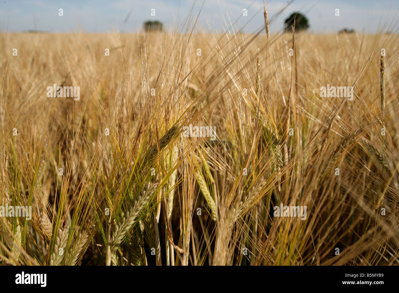 a field of barley wheat Stock Photo - Alamy