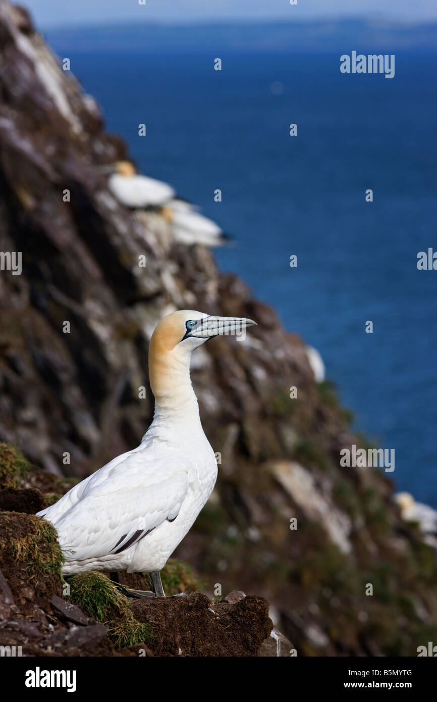 Gannet bass rock hi-res stock photography and images - Alamy