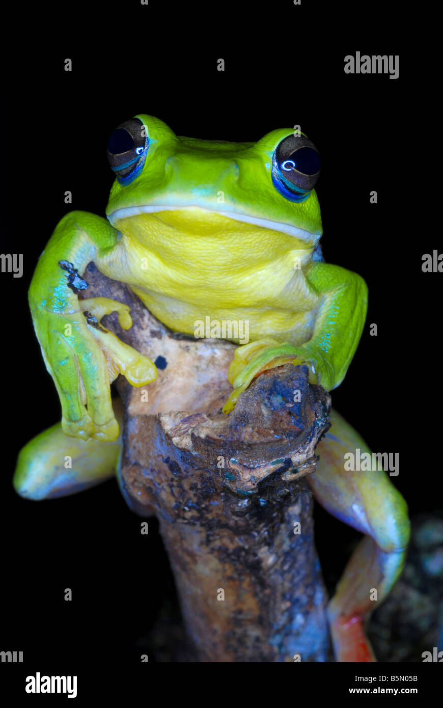 Giant Tree Frog, Rhacophorus maximus, Arunachal Pradesh, India Stock ...