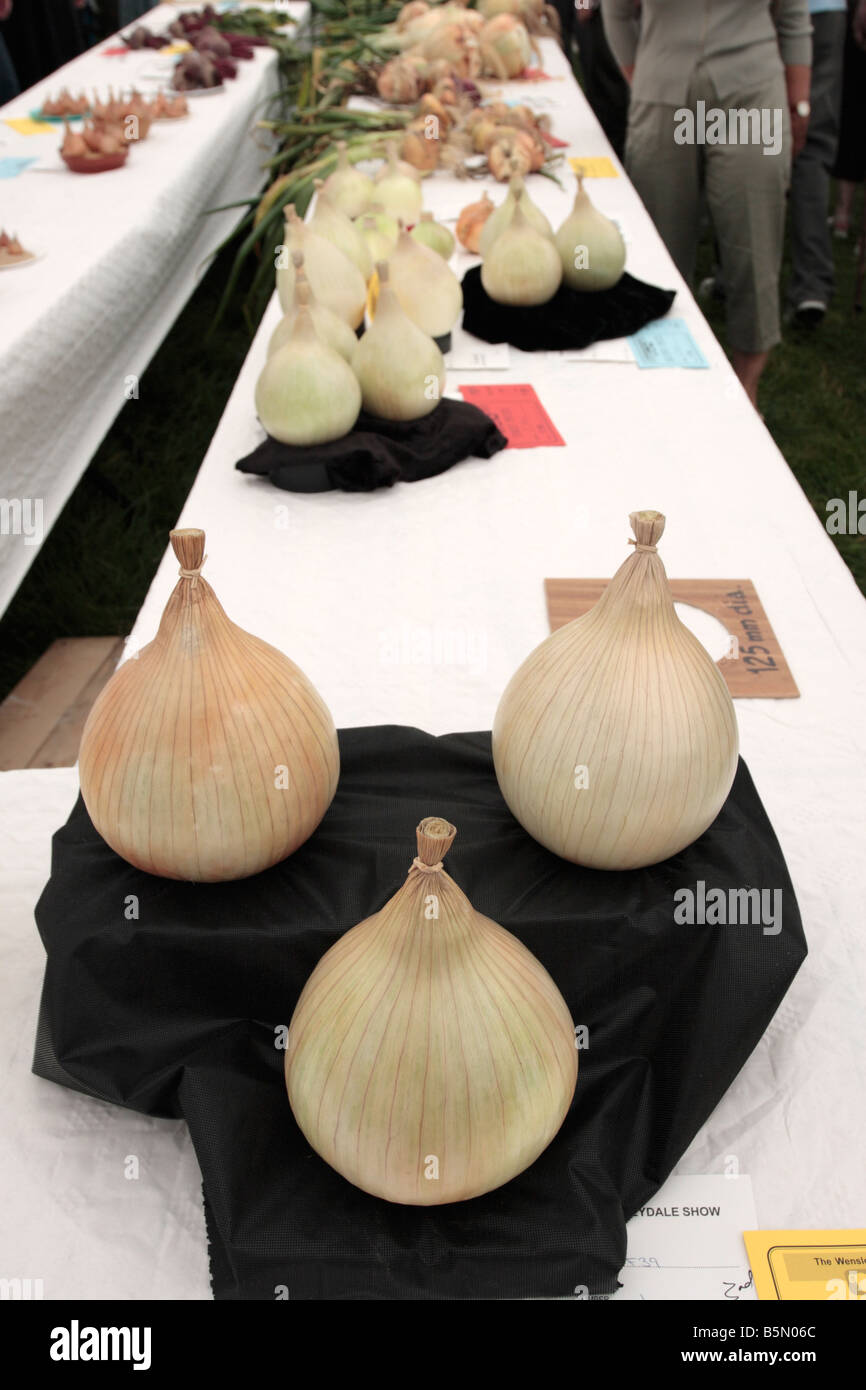 Prize winning onions at the Wensleydale show in Yorkshire, England ...