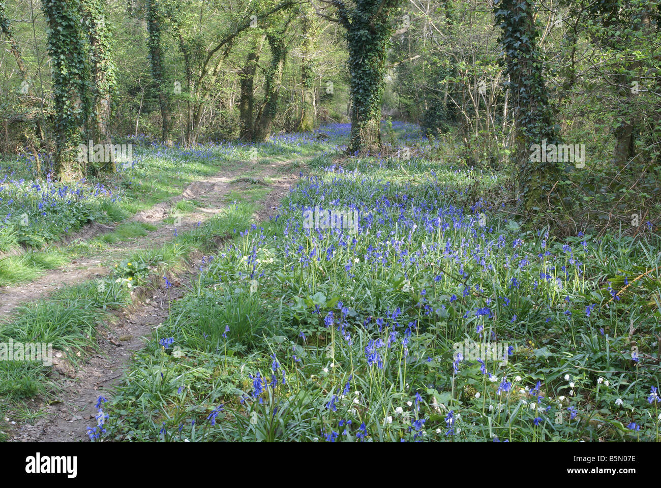 Bluebells woodland springtime trees hi-res stock photography and images ...