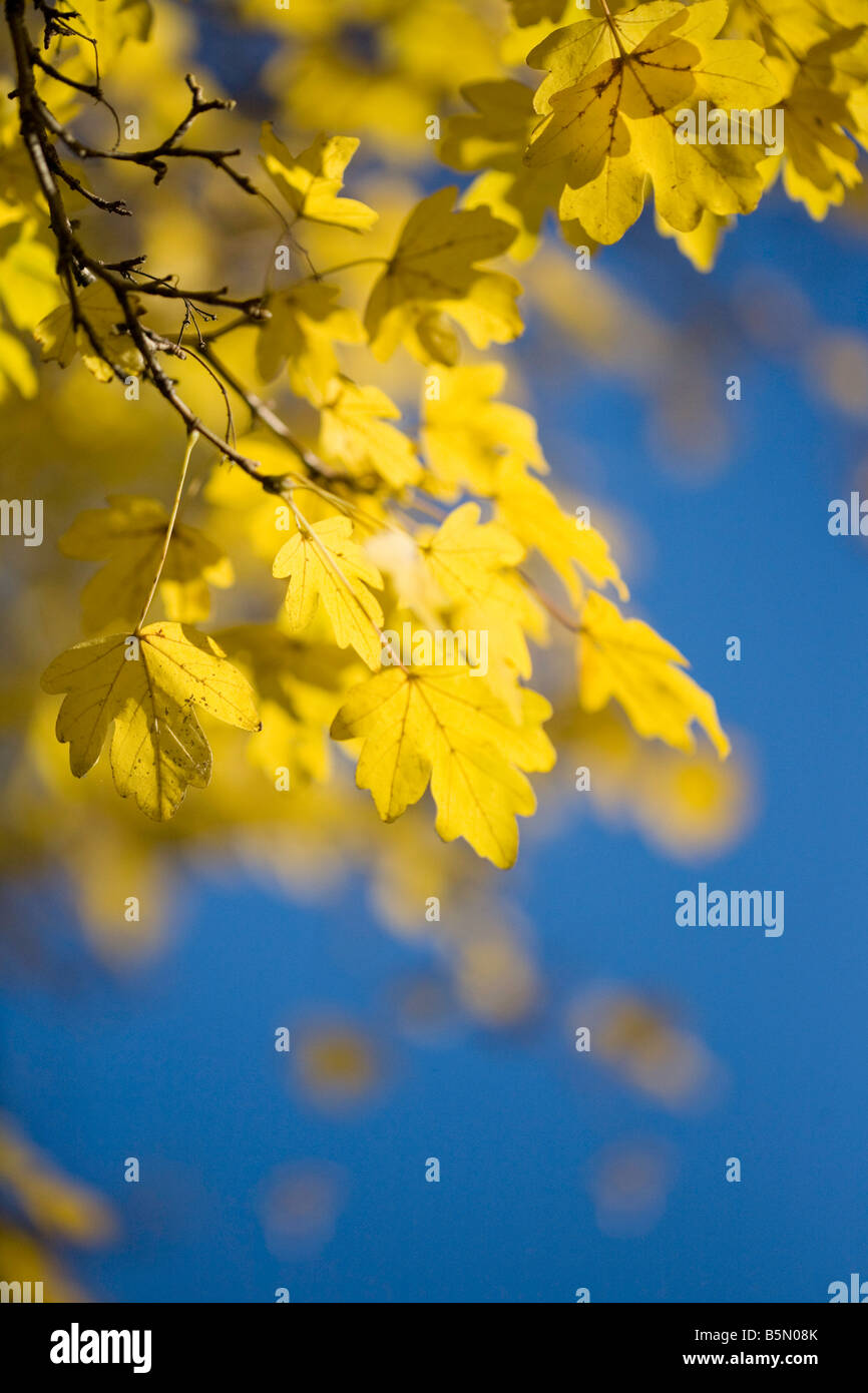 Field Maple in Autumn against a brilliant blue sky Stock Photo - Alamy