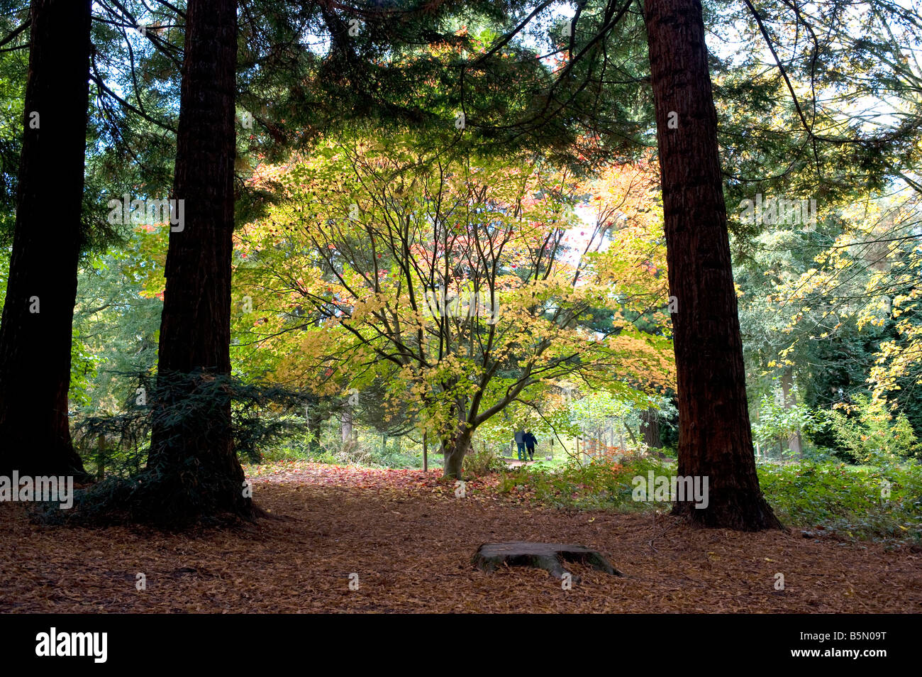 Downy Japanese maple in Autumn colour Stock Photo - Alamy