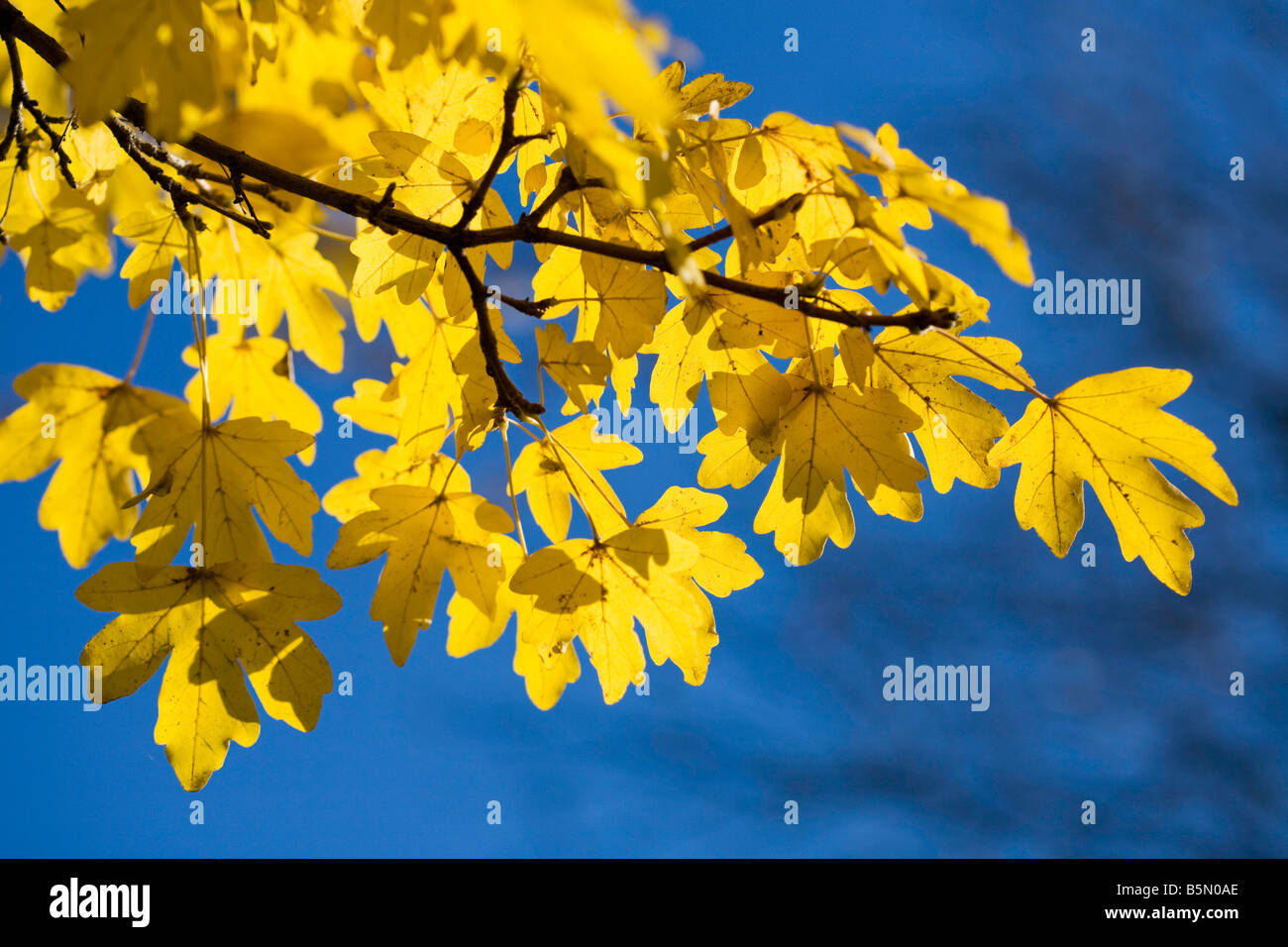 Field Maple High Resolution Stock Photography and Images - Alamy