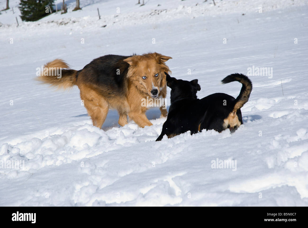 Two dogs playing in the snow Stock Photo - Alamy