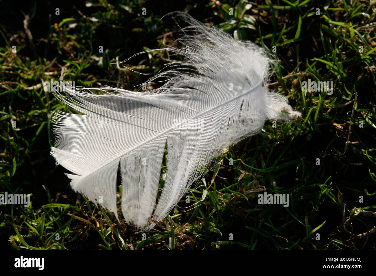 Pure white bird hi-res stock photography and images - Alamy