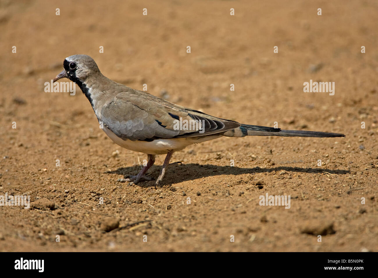 Namaqua dove near africa waterhole hi-res stock photography and images ...