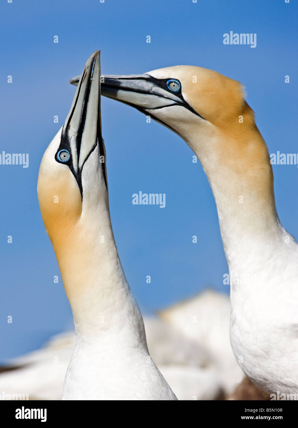 Morus bassanus, gannets. Bill fencing as a mutual greeting. Bass Rock ...