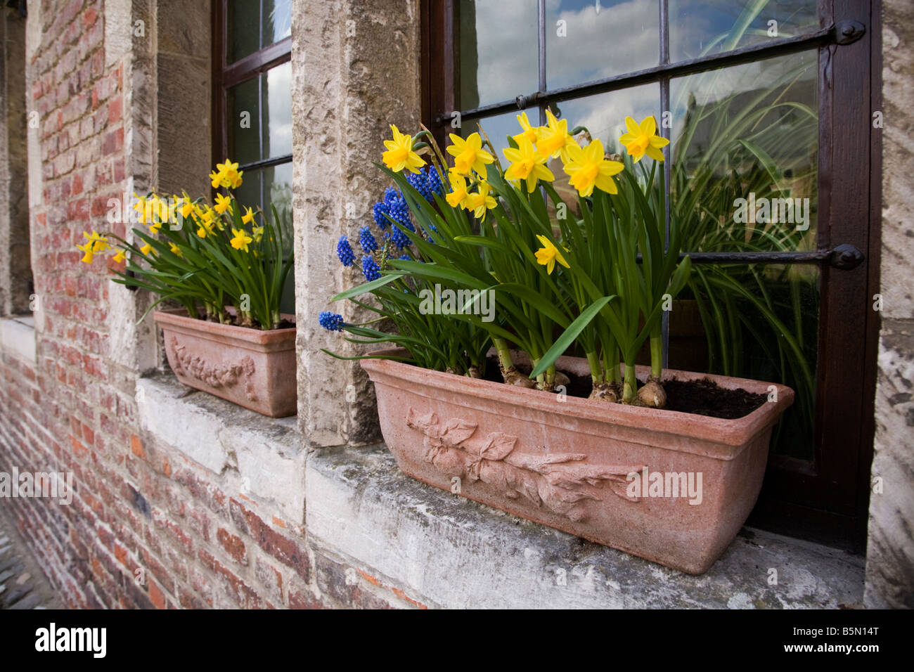 Window box on the window sill of a house of the Beguinage of Leuven ...