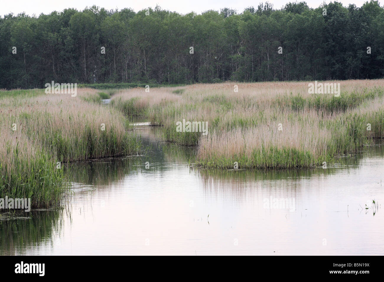 Rspb lakenheath fen hi-res stock photography and images - Alamy