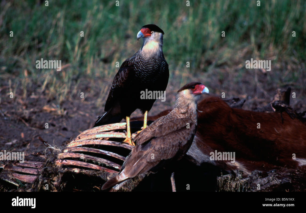 Southern Crested Carcaras Caracara plancus Argentina Stock Photo - Alamy