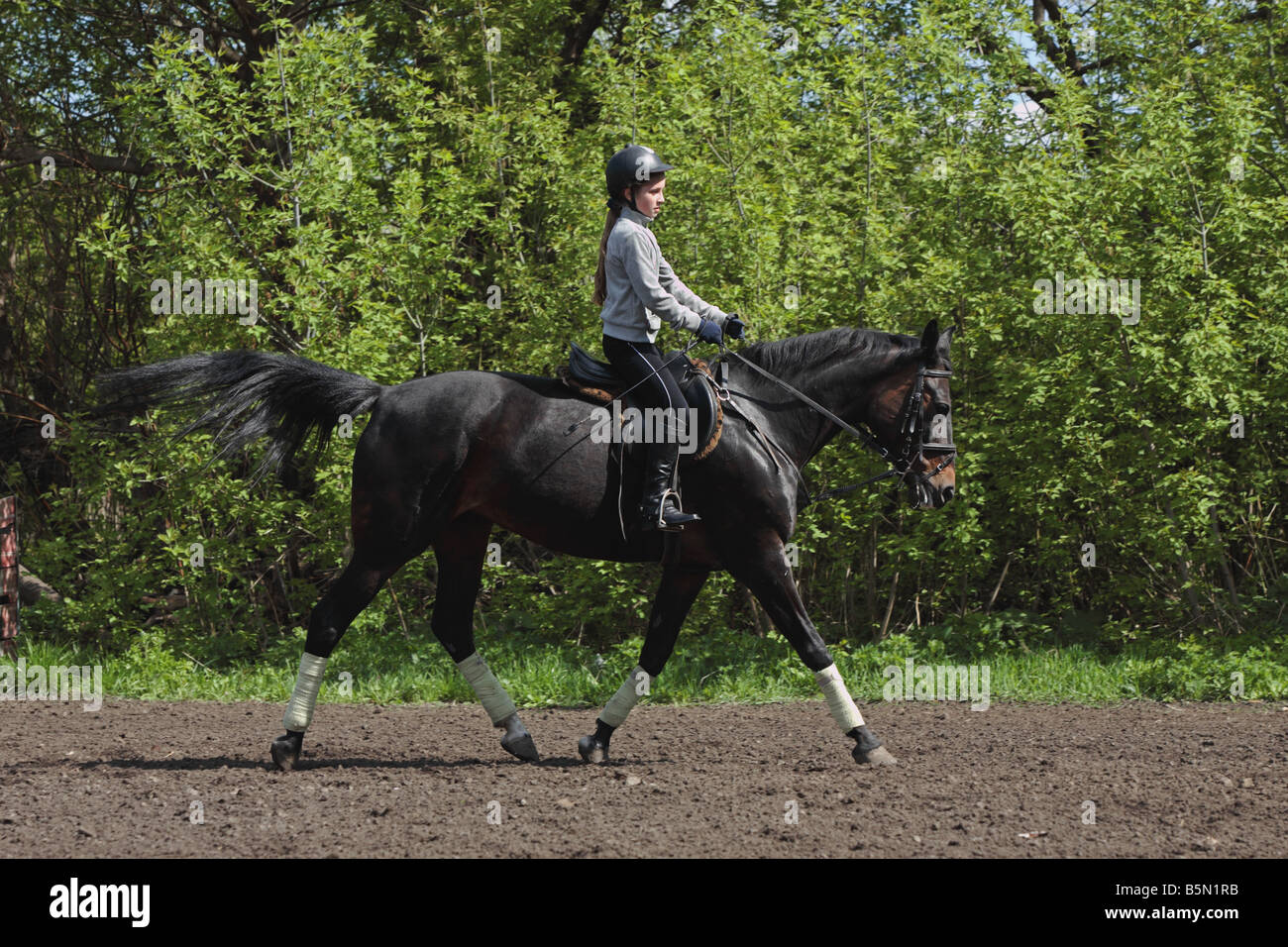 Young dressage rider on back of horse in trot Stock Photo - Alamy