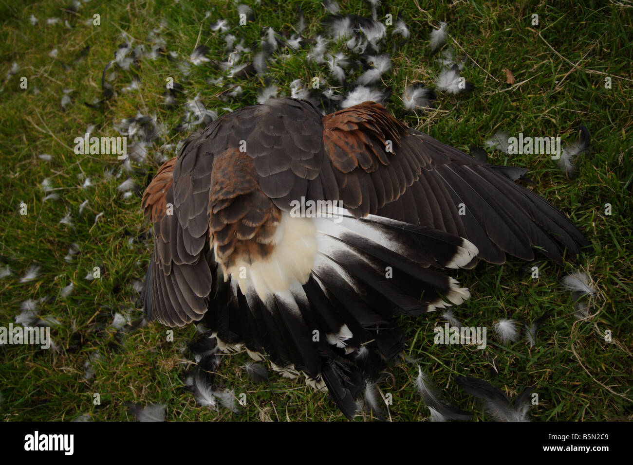 Bird of prey mantling hi-res stock photography and images - Alamy