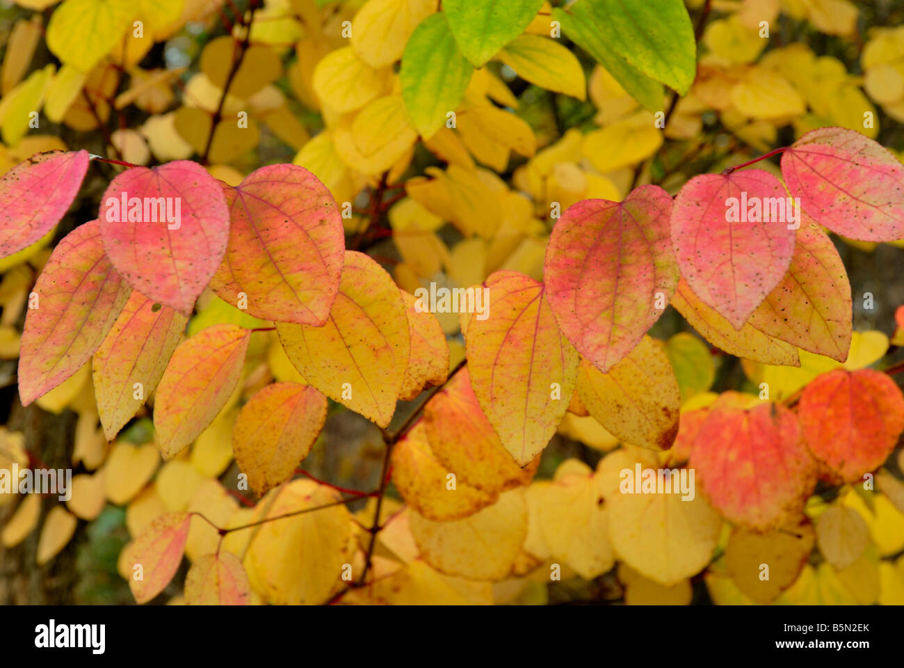 Katsura tree hi-res stock photography and images - Alamy