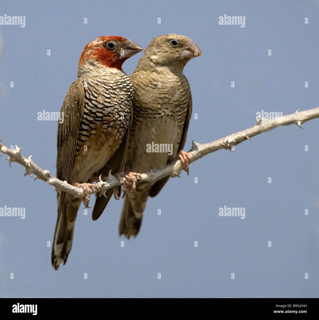 Finches hi-res stock photography and images - Alamy