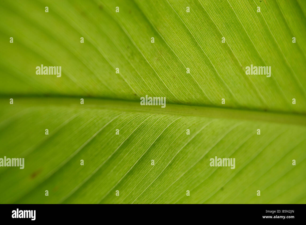 close up of a tropical Green leaf Stock Photo - Alamy