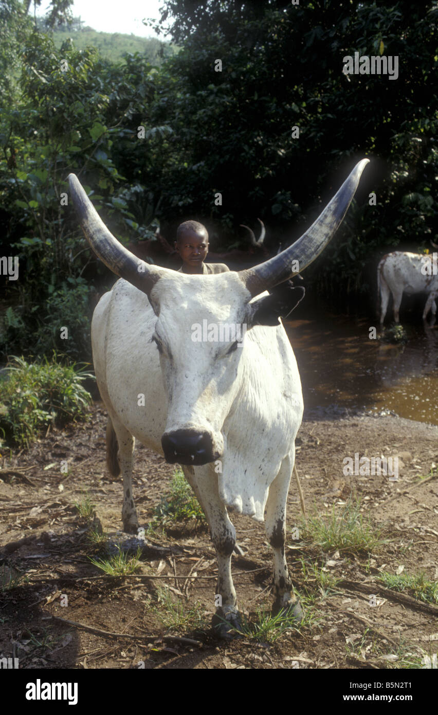 Young cattle herder with one of his Ankole cows with spectacular horns ...
