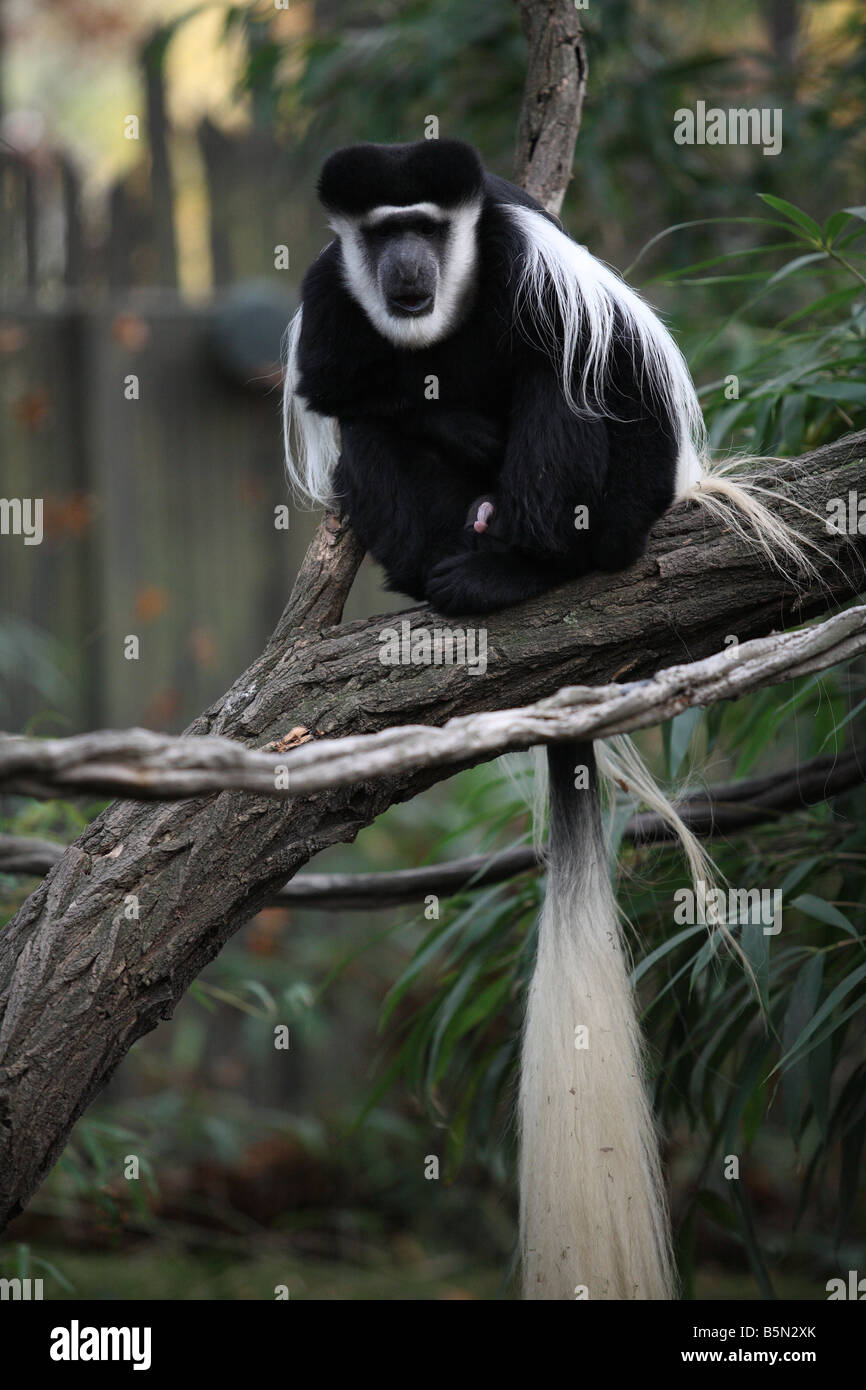 Monkey long tail hi-res stock photography and images - Alamy