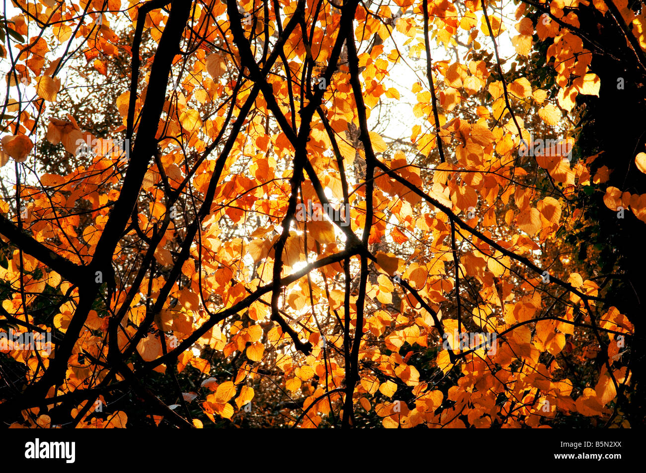 Autum leaves hi-res stock photography and images - Alamy