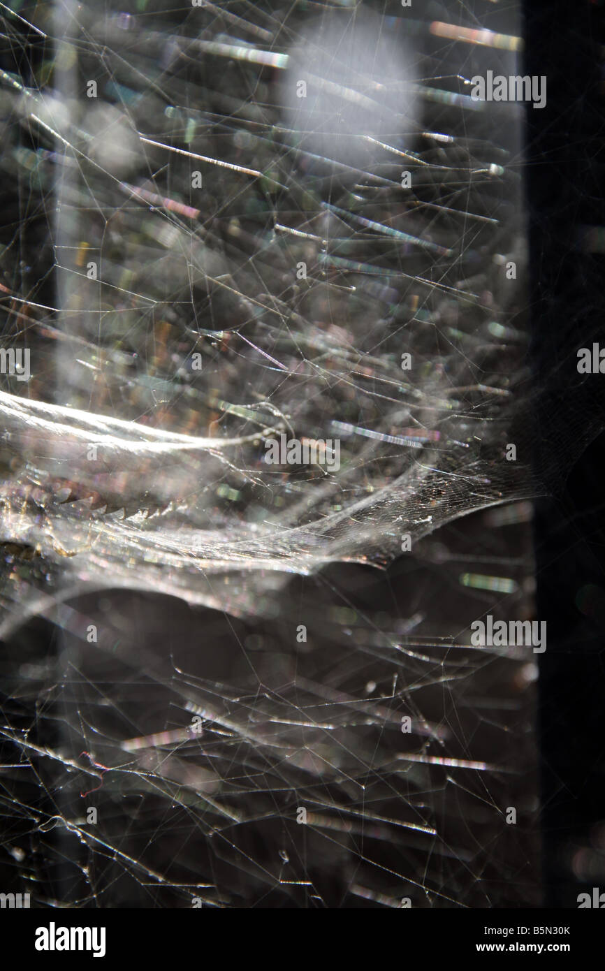 detail of one spider cobweb strands in countryside Stock Photo - Alamy