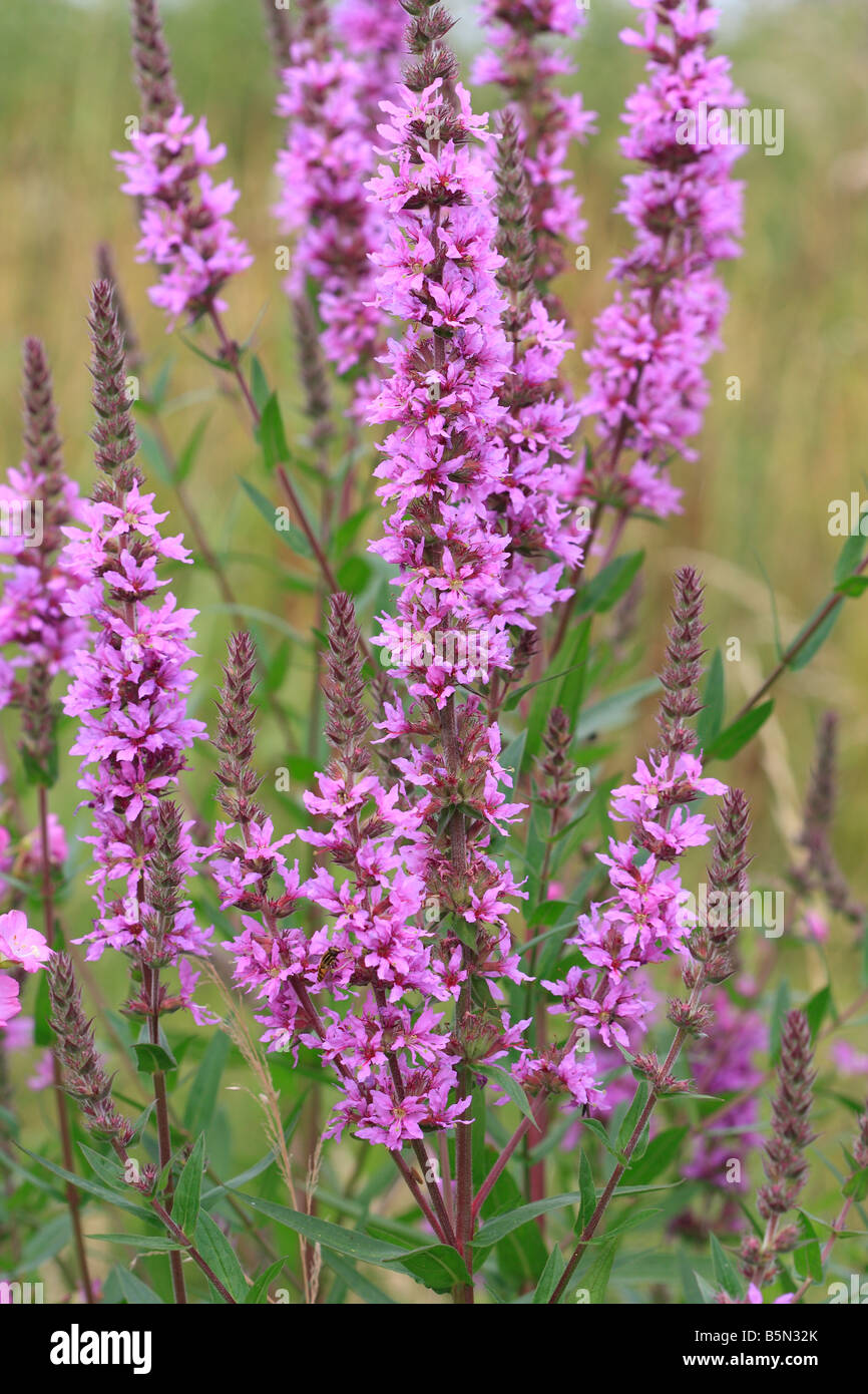 PURPLE LOOSESTRIFE Lythrum salicaria PLANTS IN FLOWER Stock Photo - Alamy