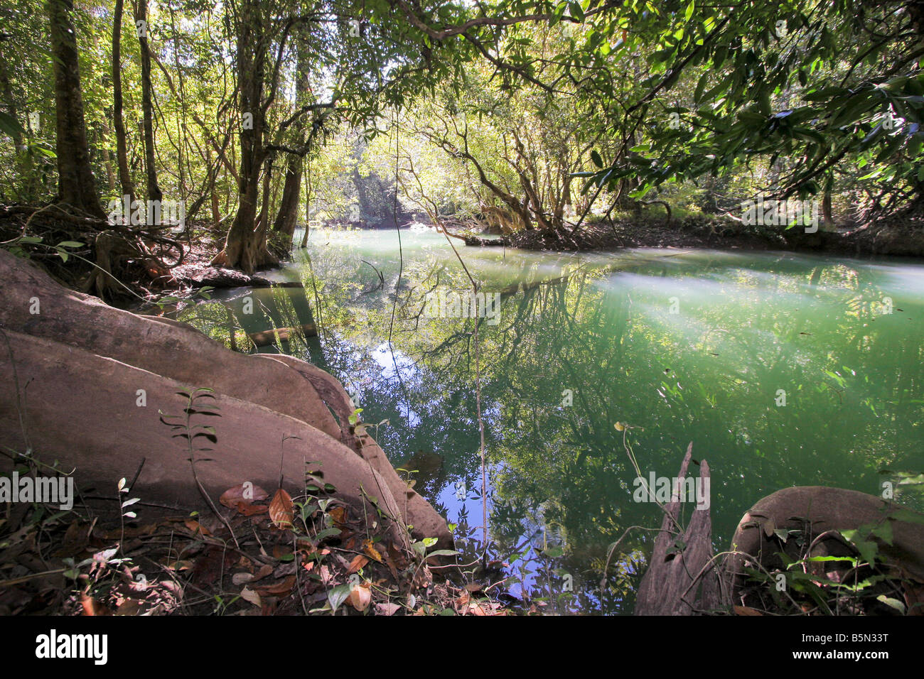 water pond in tropical rainforest, umphang province, thailand Stock ...